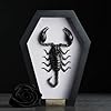 Amazon.com - Real Scorpion Frame Coffin Box Taxidermy Insect Beetle Bug ...