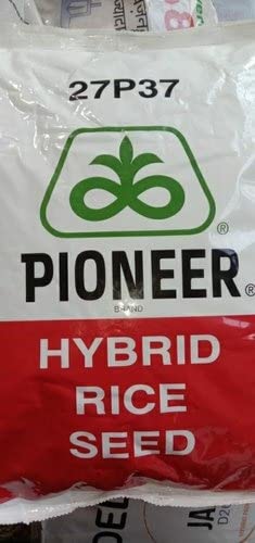 Pioneer Hybrid Rice Seed : Amazon.in: Garden & Outdoors