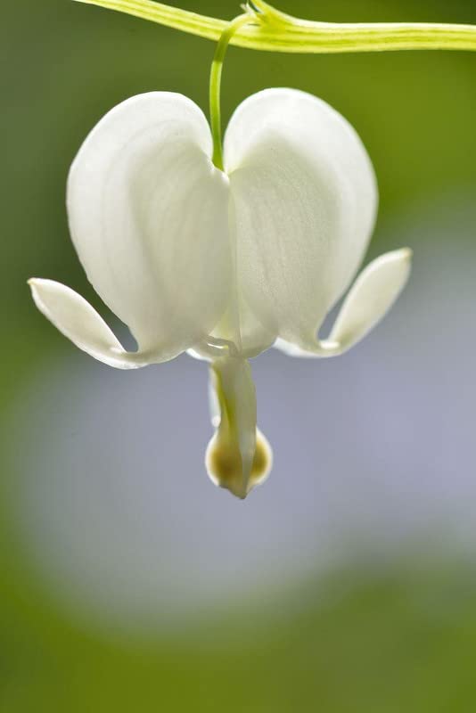 Ritz Farming® Bleeding heart flower seeds | Bleeding heart white flower ...