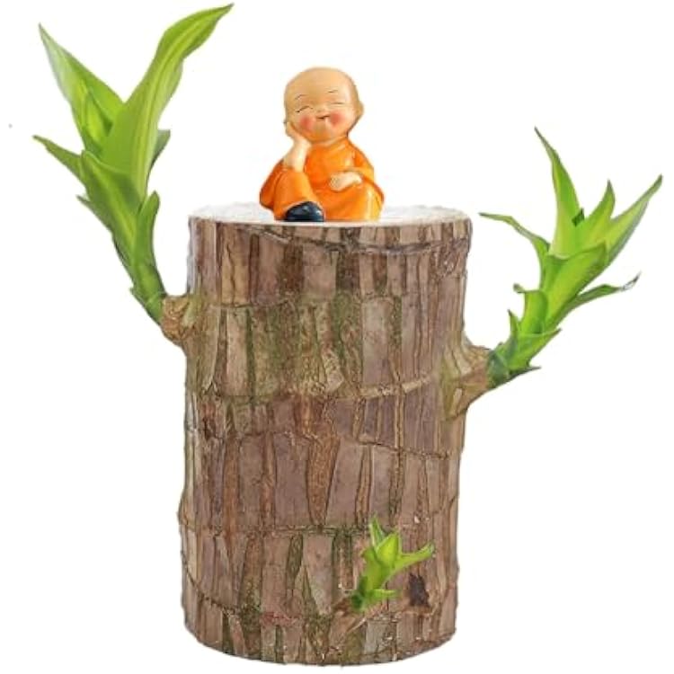 Lucky Brazil Wood Potted Plant,Brazilian Wood Nepal | Ubuy