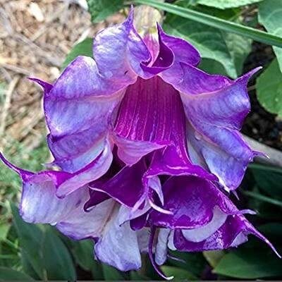 WoFLoo Black Dhatura Plant, Krushana Varna Dhatura Plant(Botanical Name ...