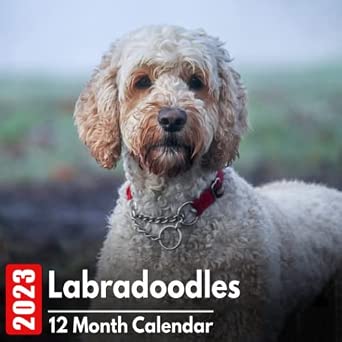 Calendar 2023 Labradoodles: Cute Labradoodle Photos Monthly Mini ...