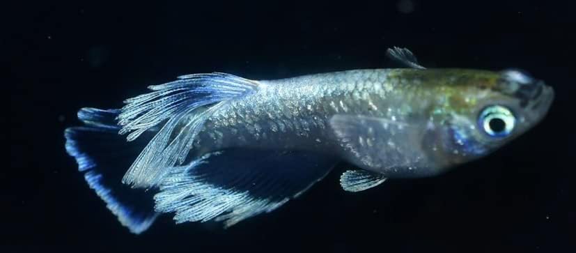 Amazon.co.jp: Medaka Marriage Long Fin Drinks, 10 Fry + α, SS - S ...