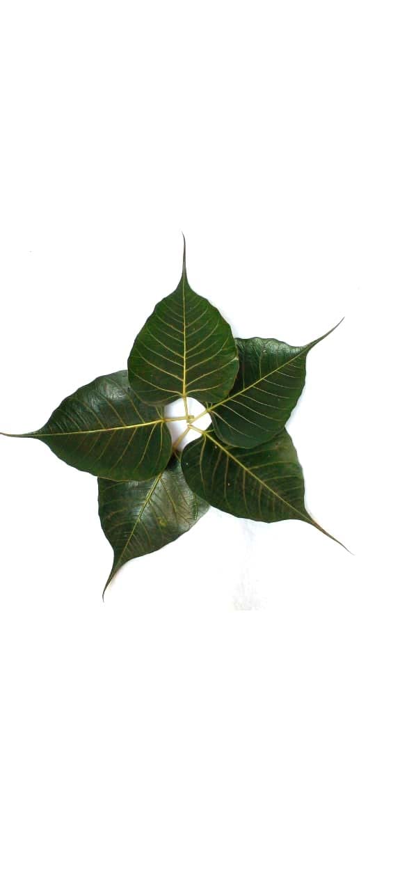 Li6 Organic Fresh Green Peepal Tree Leaves 25 Pics Pepal | Desertcart UAE