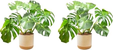 Monstera Wachst Schief 1
