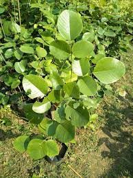 Lal chandan plant | Lal chandan plant,plant sapling (Pack of 4 ...