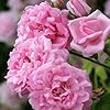 Amazon.com : Heirloom Roses Own Root Rose Bush - La Ville de Bruxelles ...