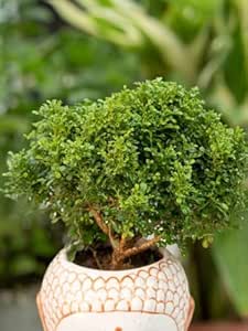 AP GARDEN Table Kamini Live Plant, Table Murraya Paniculata, Tebul ...