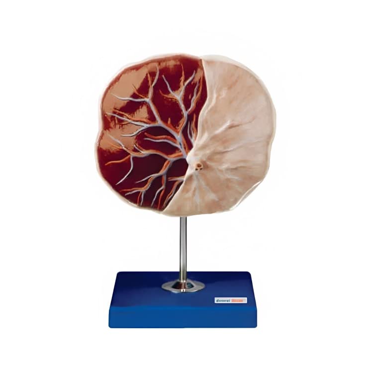 Buy Vansh Enterprise HUMAN PLACENTA MODEL/Knowing Its Structure ...