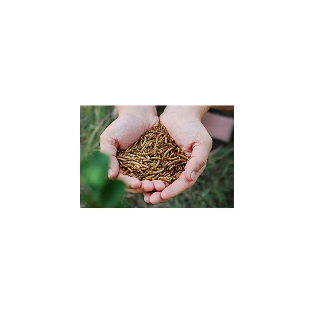 WORMSKING 10LB Dried Mealworms, High Protein Meal Worms for Poultry ...