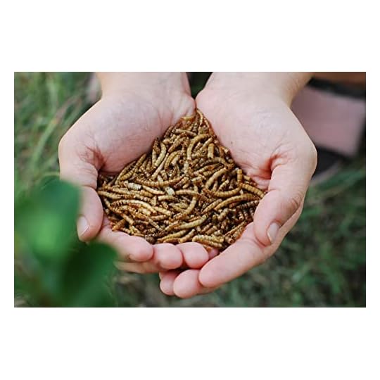 WORMSKING 10LB Dried Mealworms, High Protein Meal Worms for Poultry ...