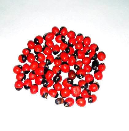 SelfLine| Lal Rakt Chirmi Gunja Ratti Seed for Lakshmi Mahakali ...
