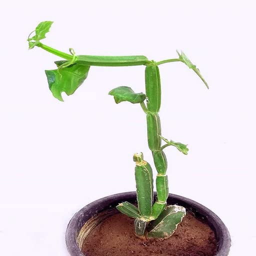 Buy Asthisamharaka,Cissus Quadrangularis, Pirandai, Veldt grape ...