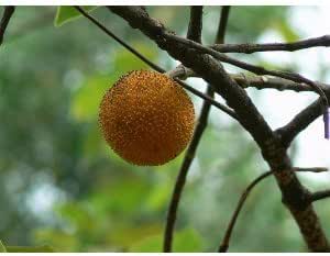 500 Anthocephalus chinensis Laran Tree of Sabah kadam : Amazon.co.uk ...