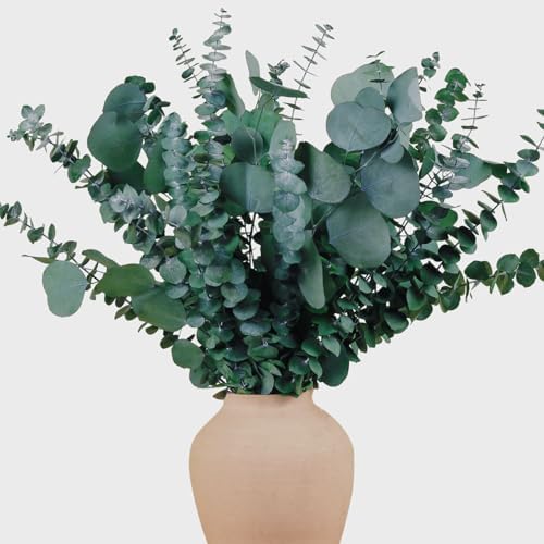 Amazon.com: 3kinds Natural Eucalyptus Stems 24PCS - 17inch Eucalyptus ...