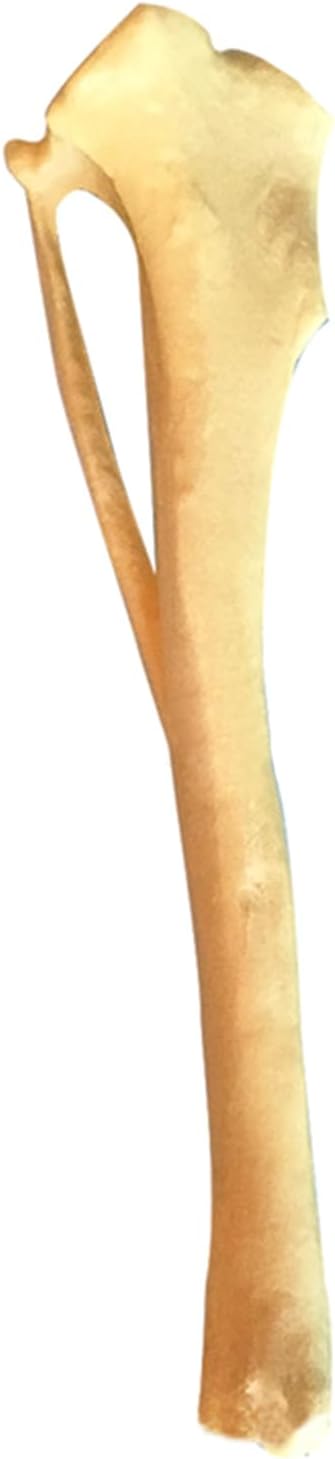 Dog Tibia Skeletal Model Bone Anatomy Tibia Teaching Clear Display of ...