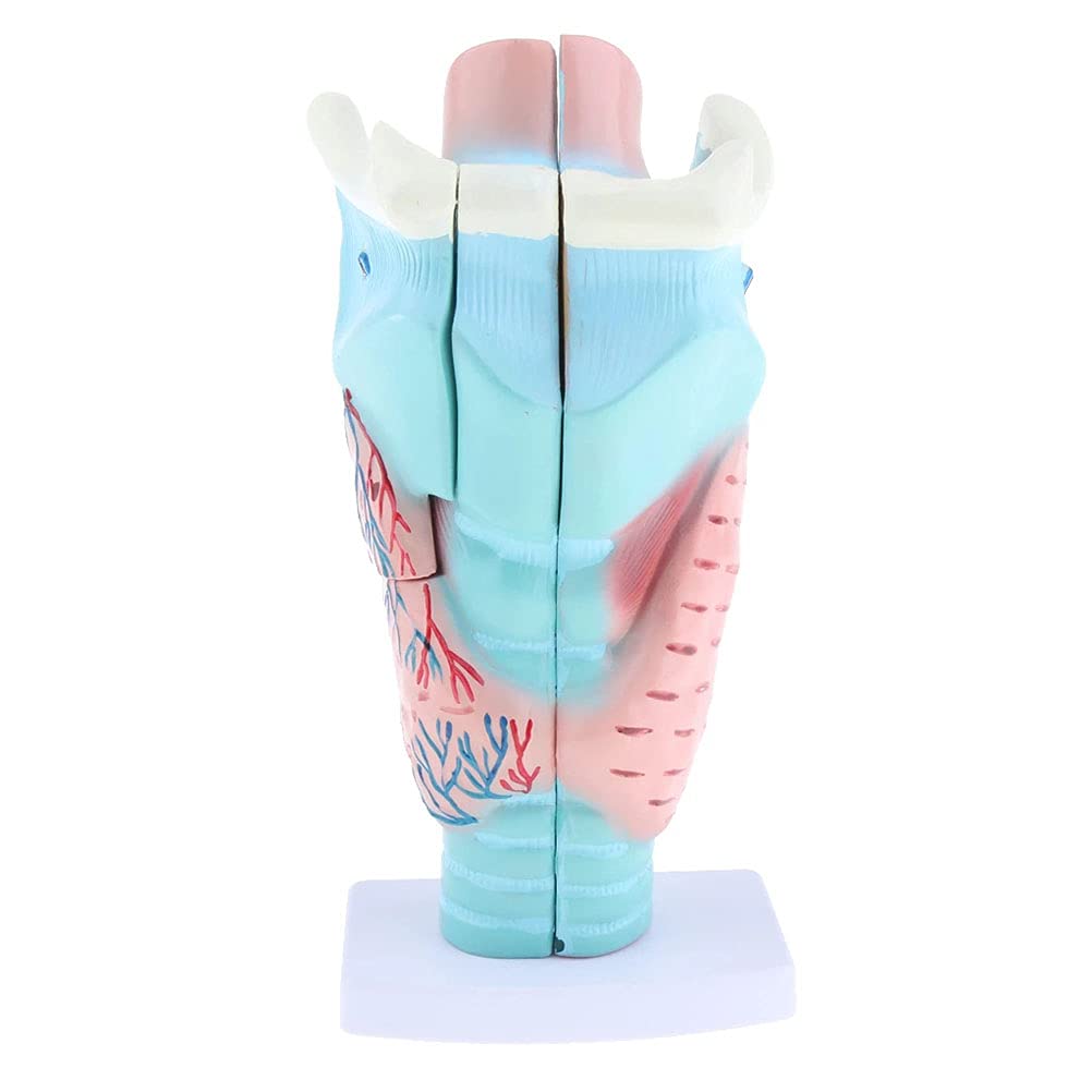 Buy QHYXT Anatomical Model Of Larynx Blood Vessels And Thyroid Gland D buy-qhyxt-anatomical-model-of-larynx-blood-vessels-and-thyroid-gland-d