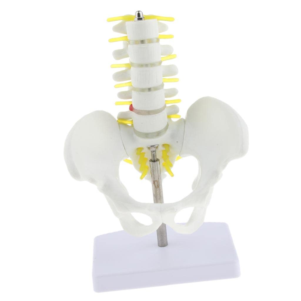 Buy Baosity Pelvis with Five Spine Models of The Spine Model Anatomy ...