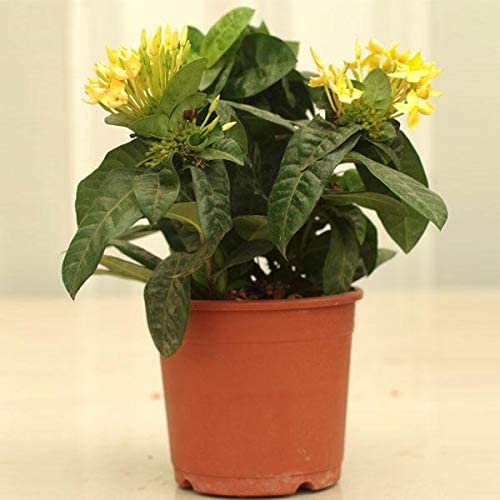 Vixenssell Rare Miniature ixora Plant Thailand Chethi Ixora coccinea ...