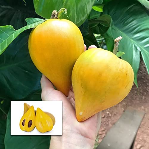 Nursery Live Egg Fruit/Muttapazham (Seedling) Live fruit Plant : Amazon ...