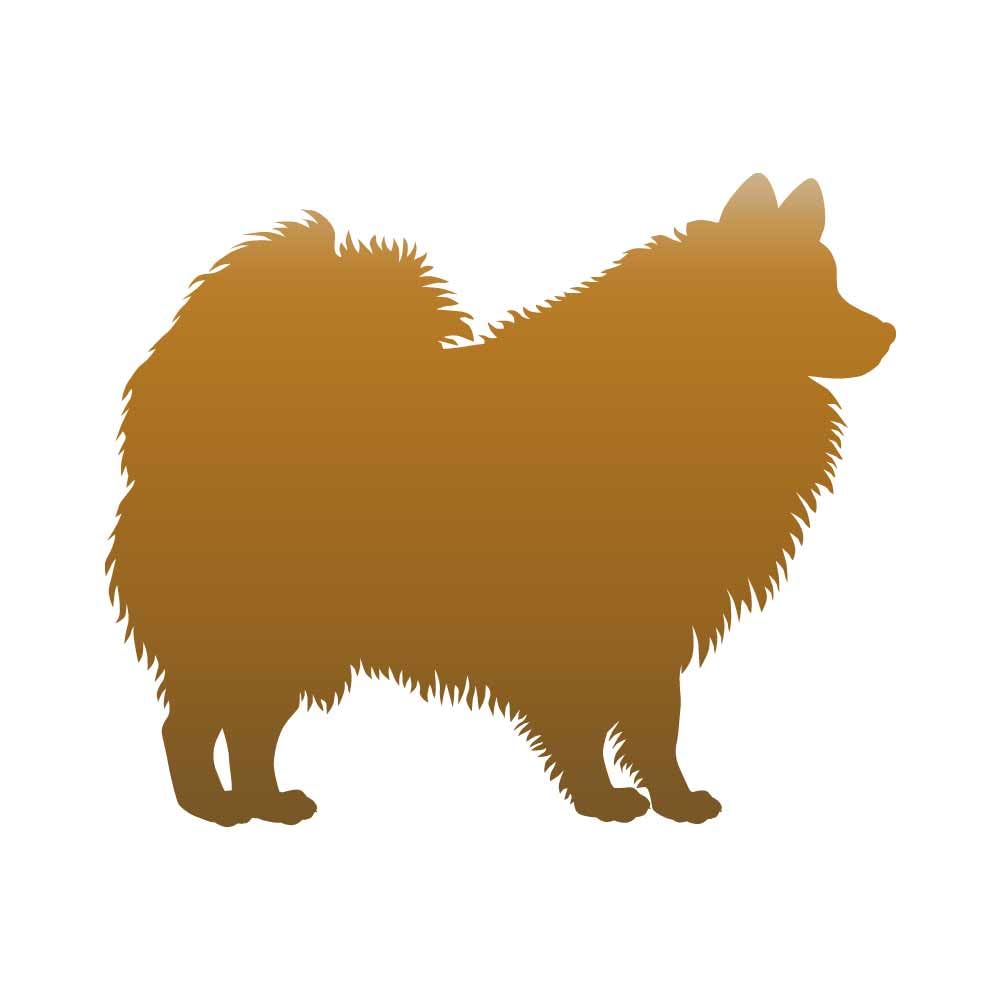 Japanese Spitz Brown White Japanese Spitz Hi Res Stock Photography And