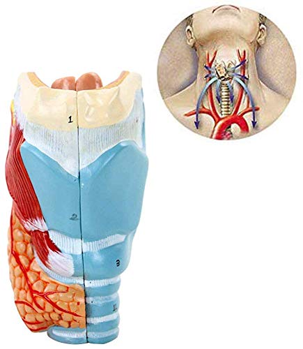Buy Medical Model of laryngeal muscles laringeeTeaching Simulation ...