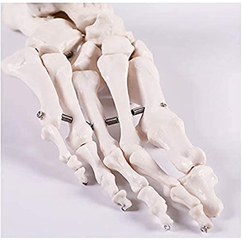 Buy Anatomy Model, Foot Skeleton Model - Lifesize Foot Model Human ...