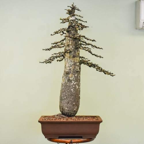 Green Paradise Operculicarya decaryi Elephant Tree Bonsai Suitable ...