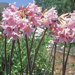 Amazon.com : Magic Lily : Plant Bulb Products : Patio, Lawn & Garden