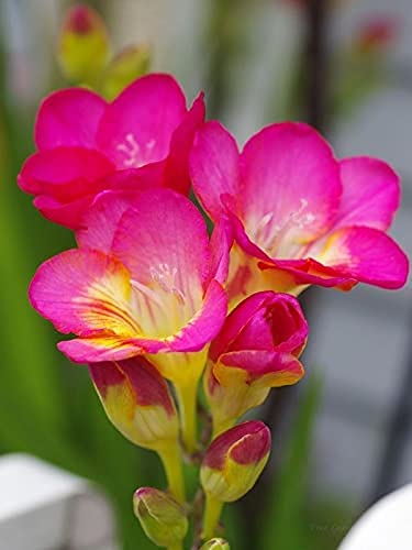 GREENLIVE TRADERS Freesia Flower Bulbs all Season Flower Bulbs for Pot ...