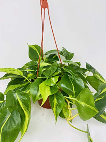 15 Great Climbing Philodendron Varieties to Own