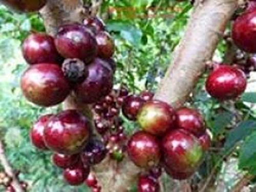 Coconut Lagoon Fruit Tree Live - Dwarf Rare Plinia cauliflora ...
