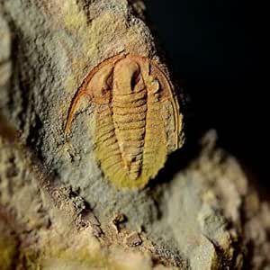 Amazon.com: Haniwa Longa Zhu Et Zhou Trilobite Fossil, Guangxi-72061 ...
