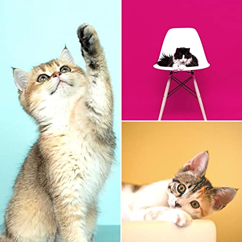 Amazon.co.jp: Sprightly Background for Entertaining Your Cat : Cat ...