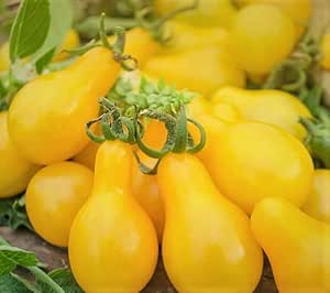 Amazon.com : Great Tasting Fresh Tomatoes, Yellow Pear Drops Tomato ...