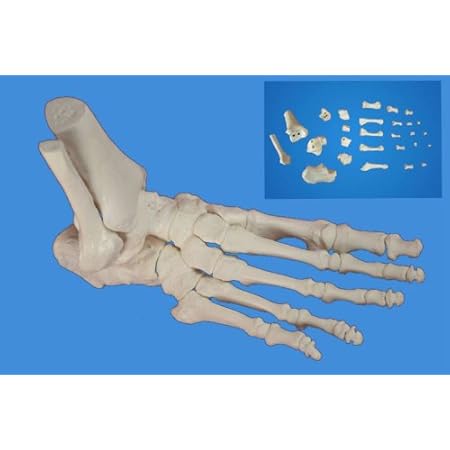 MonMed Medical Models Life Size Foot and Ankle Model – Anatomical Foot ...
