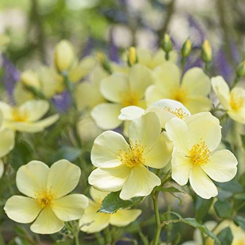 Haritham Rare Exotic English Rose ' TOTTERING-BY-GENTLY ' Flower Plant ...