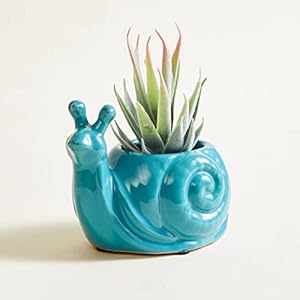 Home Centre Malta Ceramic Snail Planter : Amazon.in: Garden & Outdoors