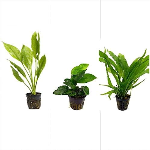 Amazon.com: Potted Live Aquarium Plants Bundle - Easy and Snail Free ...