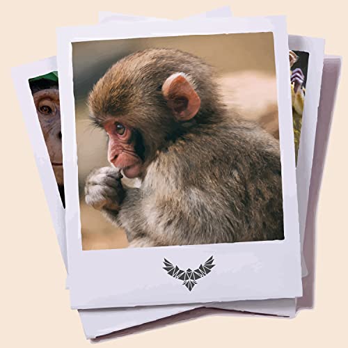 Mimi the Monkey by Generix on Amazon Prime Music