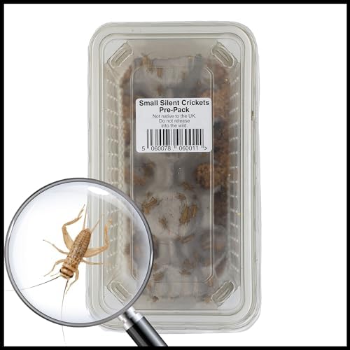Livefoods4u Small House Brown Crickets Live Food (4-5mm) - Perfect for ...