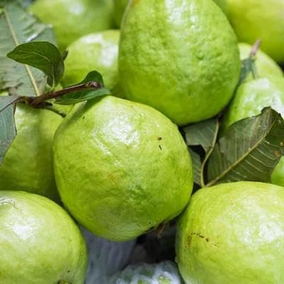Guava seeds hybrid all seasons Pack of 10 : Amazon.in: Garden & Outdoors