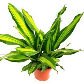 Green Nurseries Air Purifying Dracena Darasingh Plant : Amazon.in ...