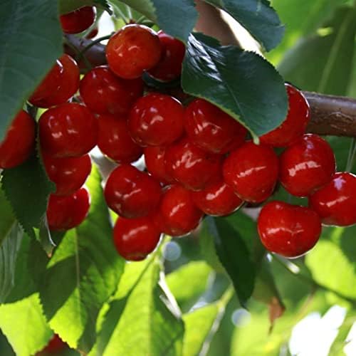 Amazon.com : Sweet Cherry Seeds Prunus avium Seeds 20 Pcs - Cherry ...