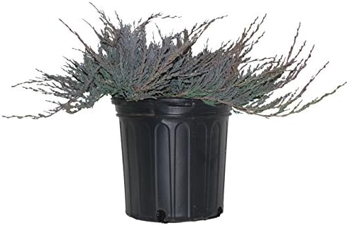 Gold Star Juniper Plants Gold Star Juniper - 3 Live Plants - Juniperus ...
