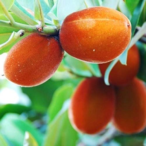 Butter Fruit Plant : Amazon.in: Garden & Outdoors
