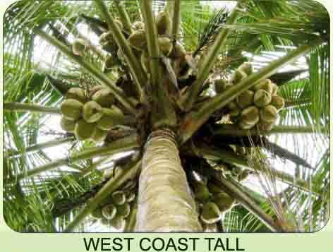 Plants Point Tropical Rare" West Coast Tall Coconut" 1 Healthy Fruit ...