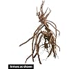 Amazon.com : Rozanne Hardy Geranium Dormant Bare Root Perennial Roots ...