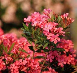 SelpLine | Red Kaner Nerium Oleander Dwarf Live Plant - Outdoor For ...