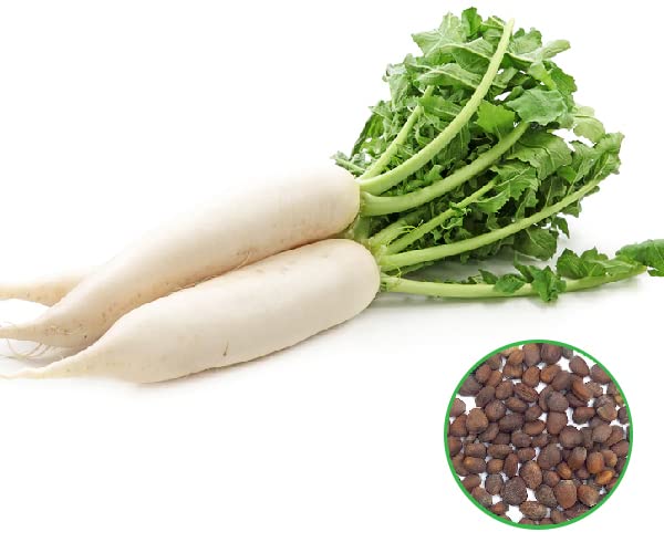 Master Green Gardening Vegetable Natural Organic Radish White / Long ...